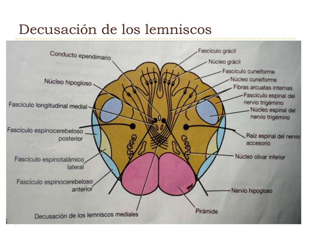 Que Es El Bulbo Raquídeo _ Bulbo raquídeo: anatomía, estructura ...