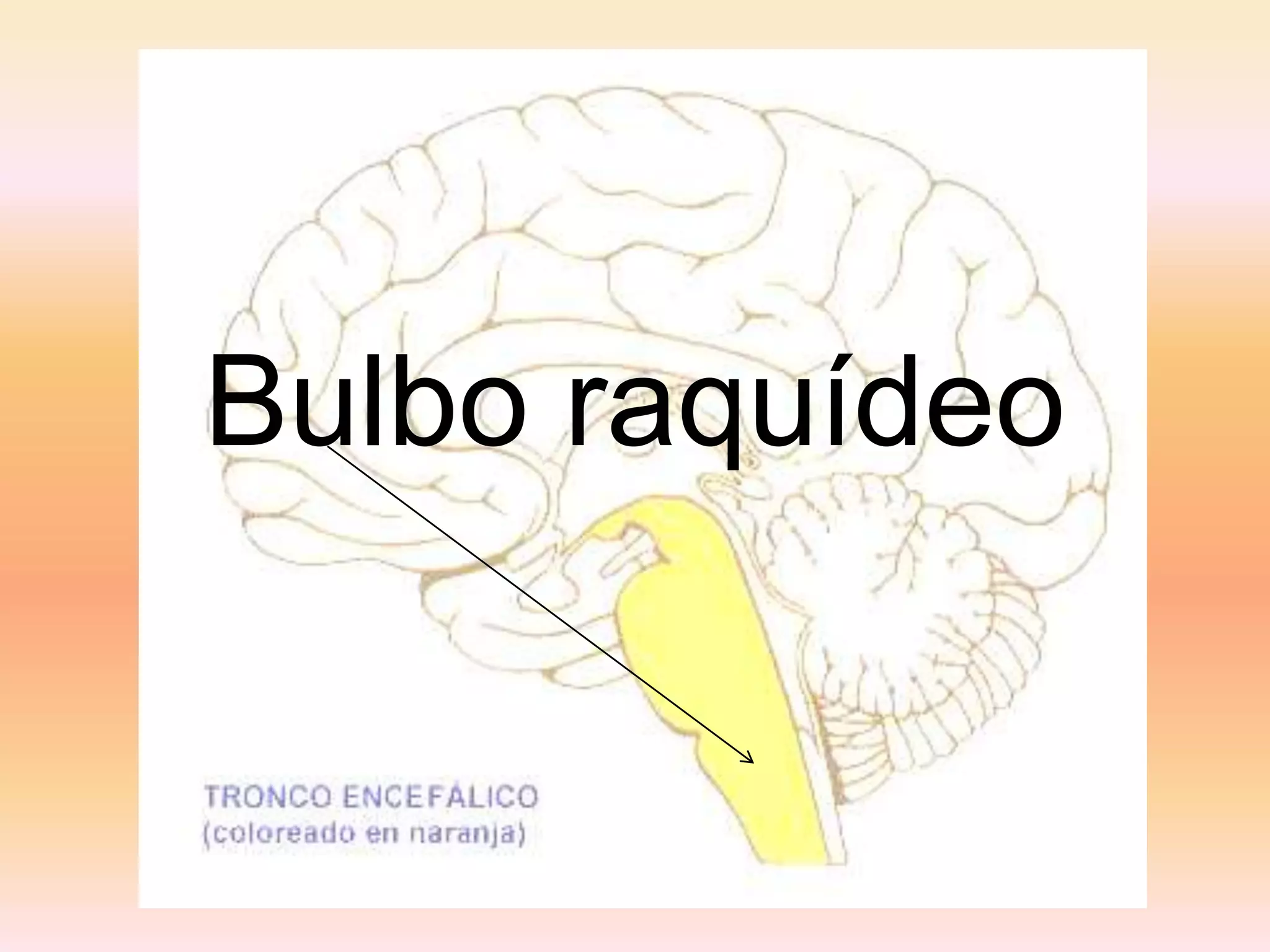 Bulbo raquídeo | PPTX
