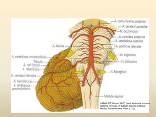 Bulbo Raquídeo Vista Posterior