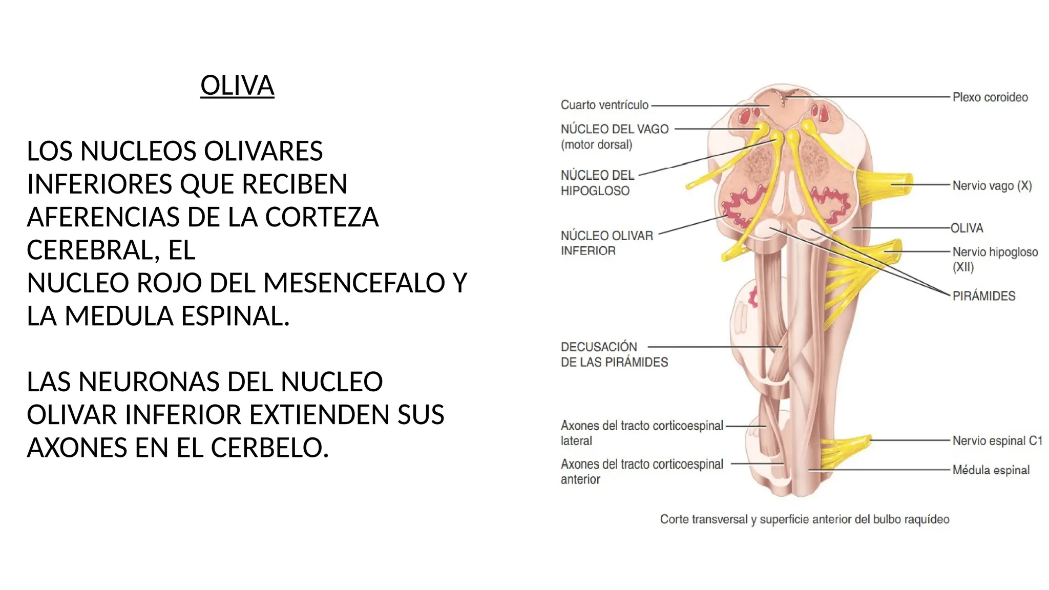 BULBO RAQUIDEO. ANATOMIA Y FISILOGIA DESCRIPTIVA. | PPTX