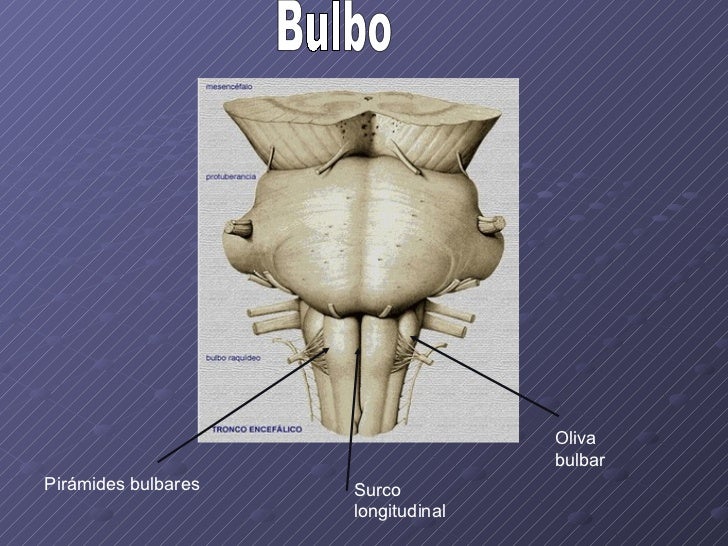 bulbo raquideo (anatomia)