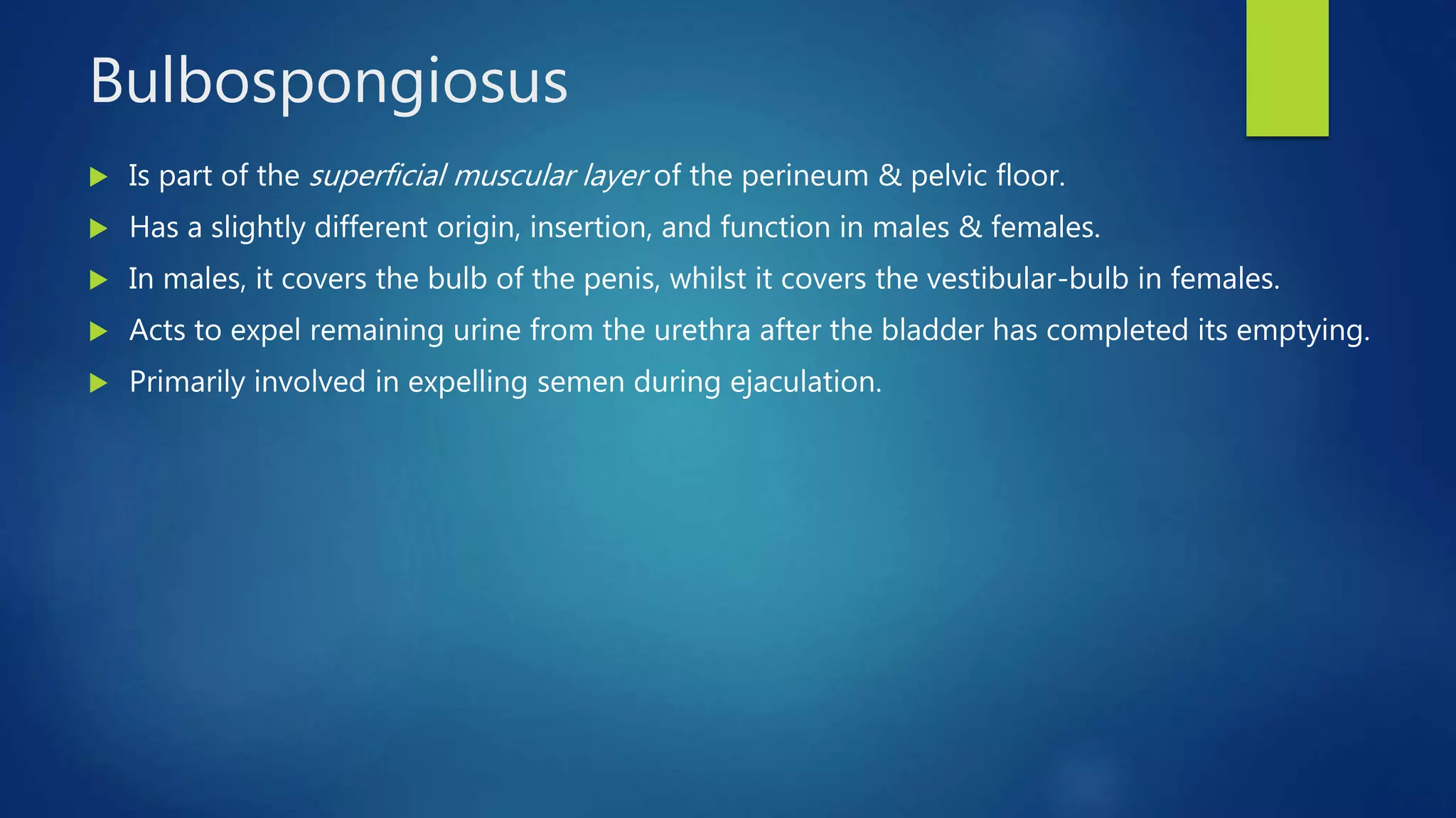 Bulbospongiosus muscle 140818 | PPTX