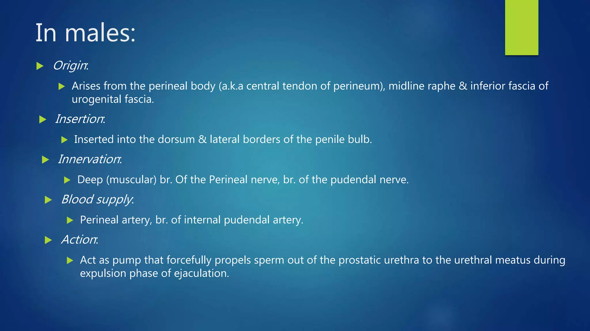 Bulbospongiosus muscle 140818 | PPTX
