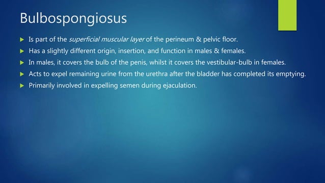 Bulbospongiosus muscle 140818 | PPT