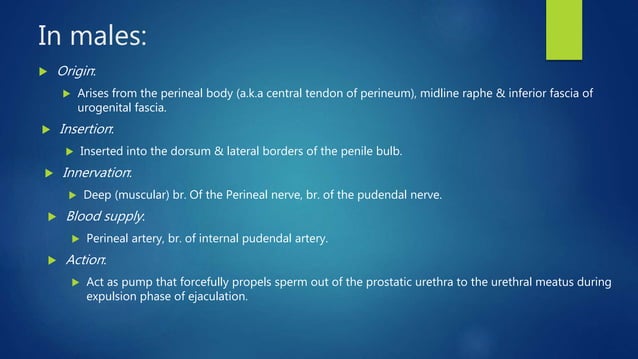 Bulbospongiosus muscle 140818 | PPT