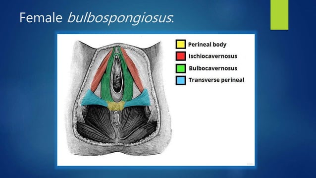Bulbospongiosus muscle 140818 | PPT