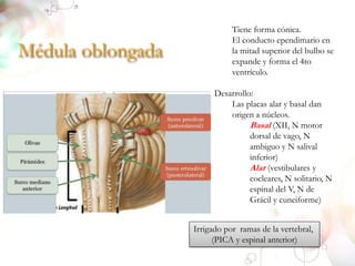 Bulbo teoria (2).pdf
