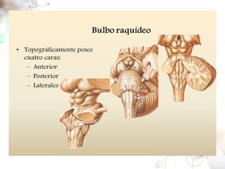 Bulbo teoria (2).pdf