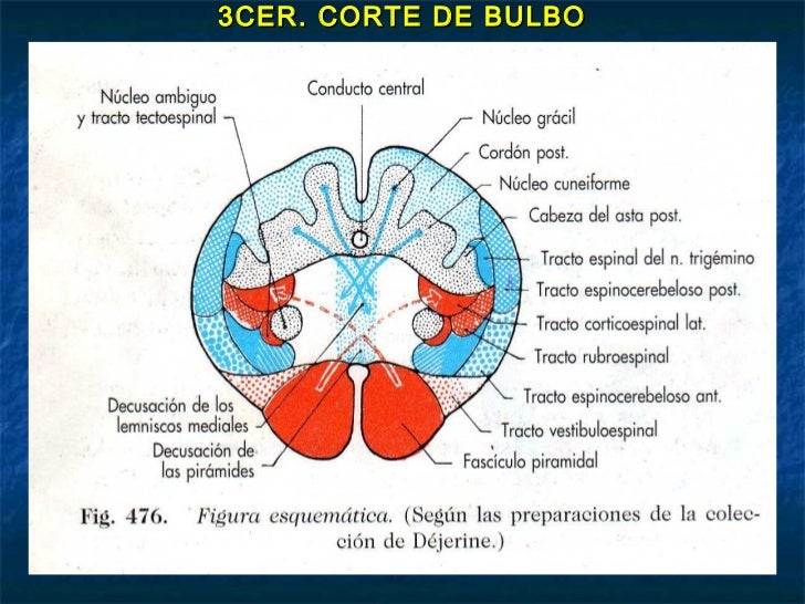 Bulbo y protuberancia