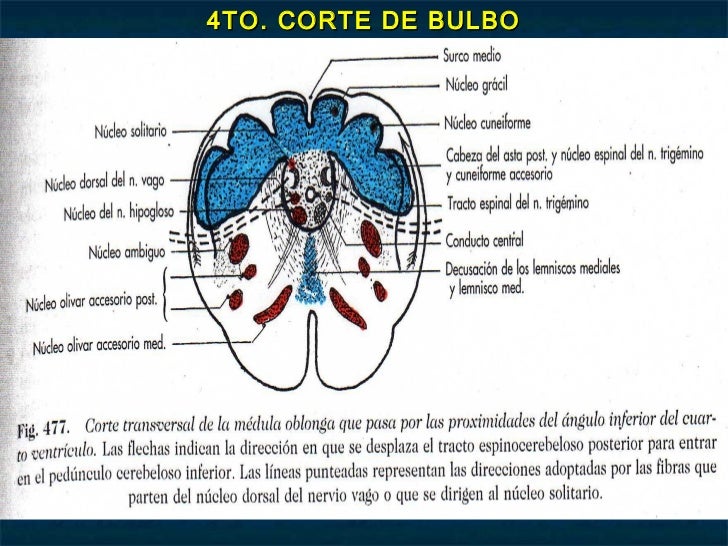 Bulbo y protuberancia