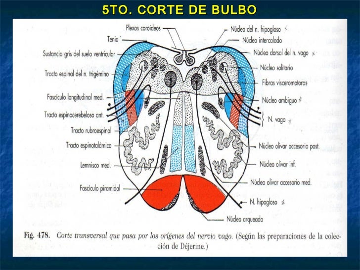 Bulbo y protuberancia