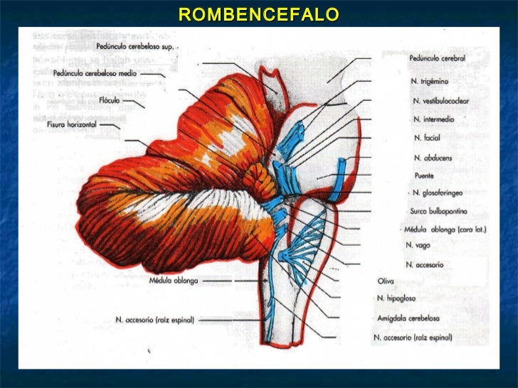 Bulbo y protuberancia