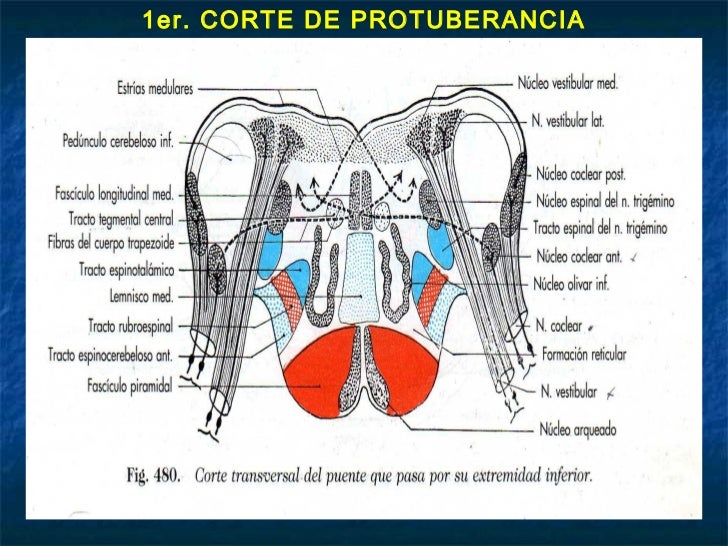 Bulbo y protuberancia