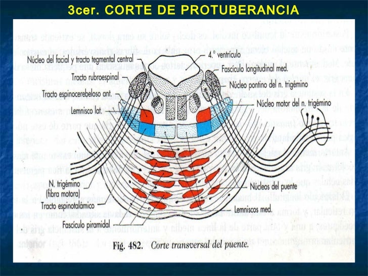 Bulbo y protuberancia