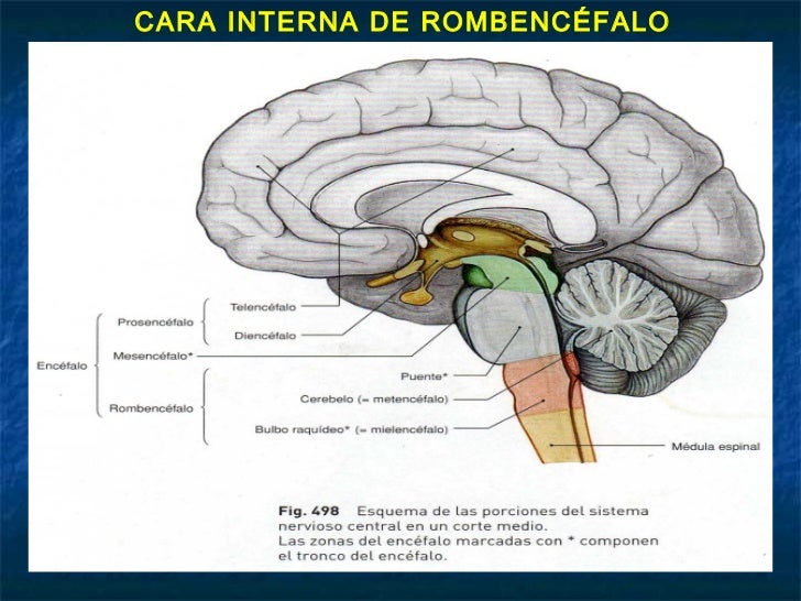 Bulbo y protuberancia