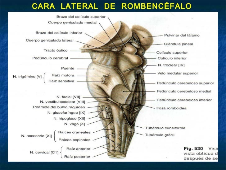Bulbo y protuberancia