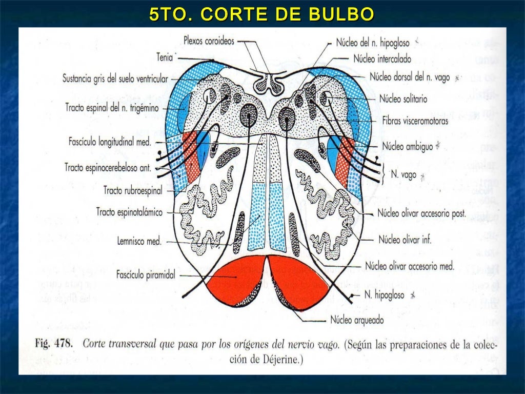 Bulbo y protuberancia