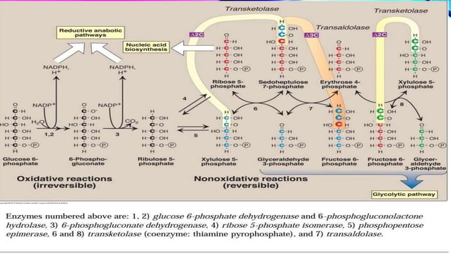 HMP PATHWAY | PPT
