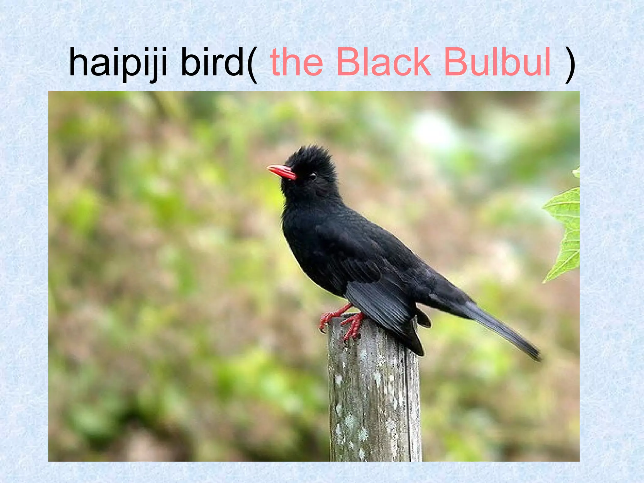 B ul bul bird--aboriginaldemo | PPT