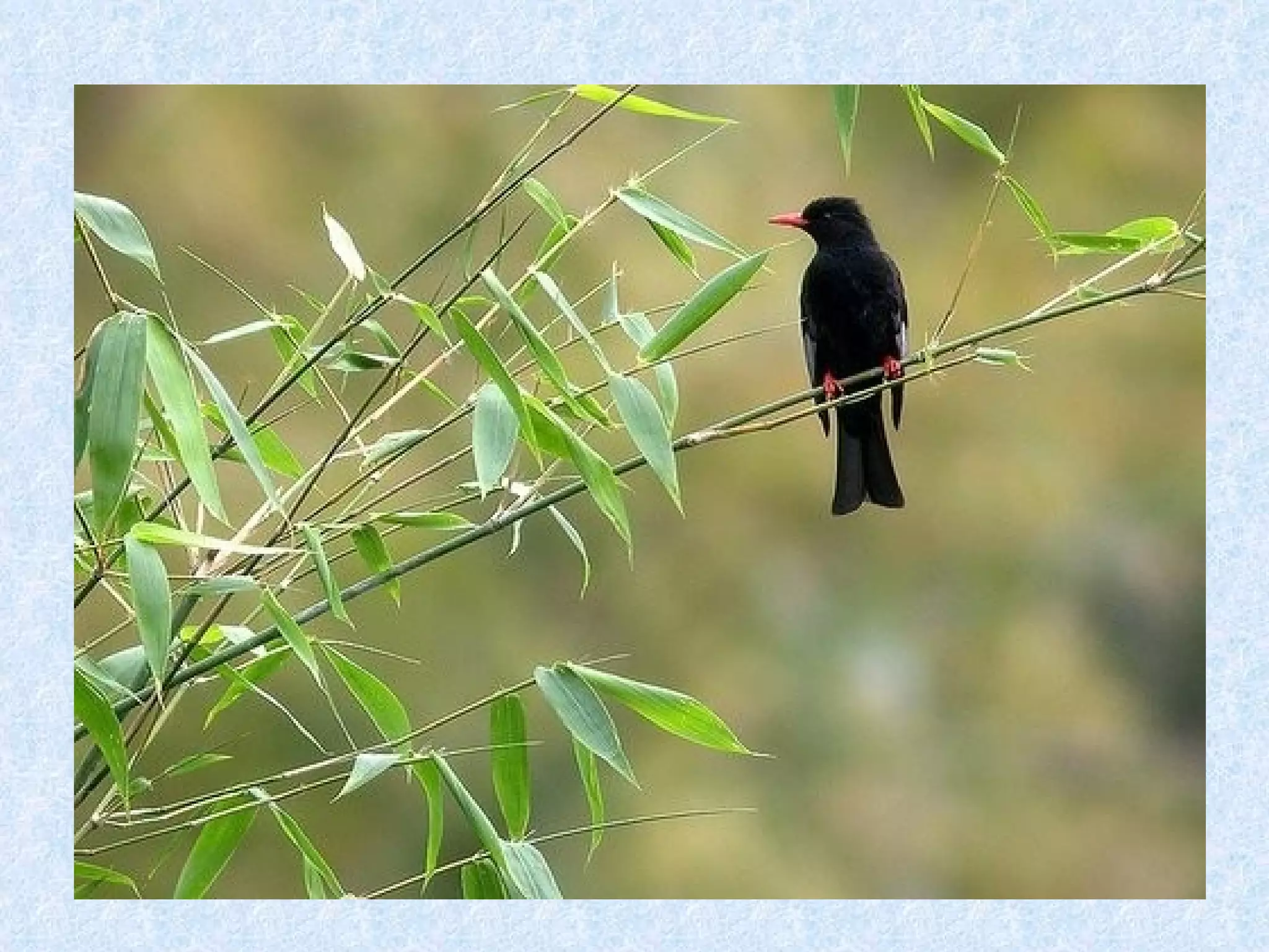 B ul bul bird--aboriginaldemo | PPT