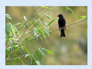 B ul bul bird--aboriginaldemo | PPT