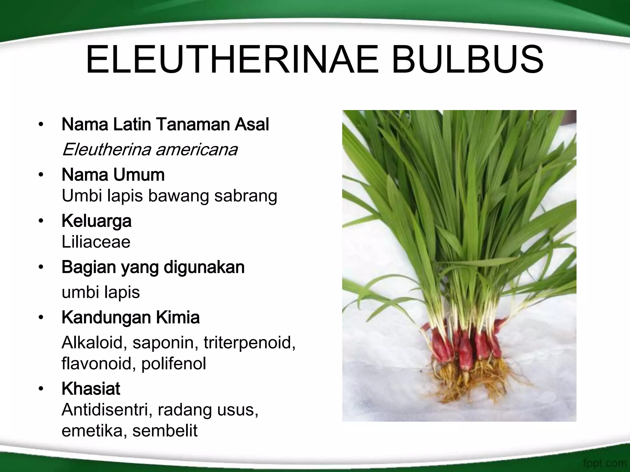 Bulbus, cormus, tuber, caulis, lignum | PPTX