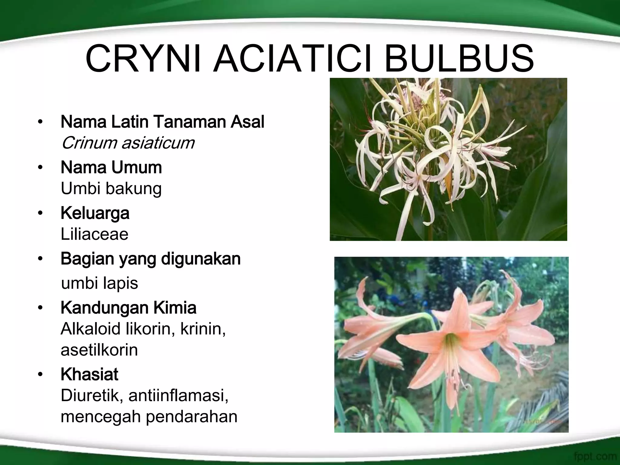 Bulbus, cormus, tuber, caulis, lignum | PPTX