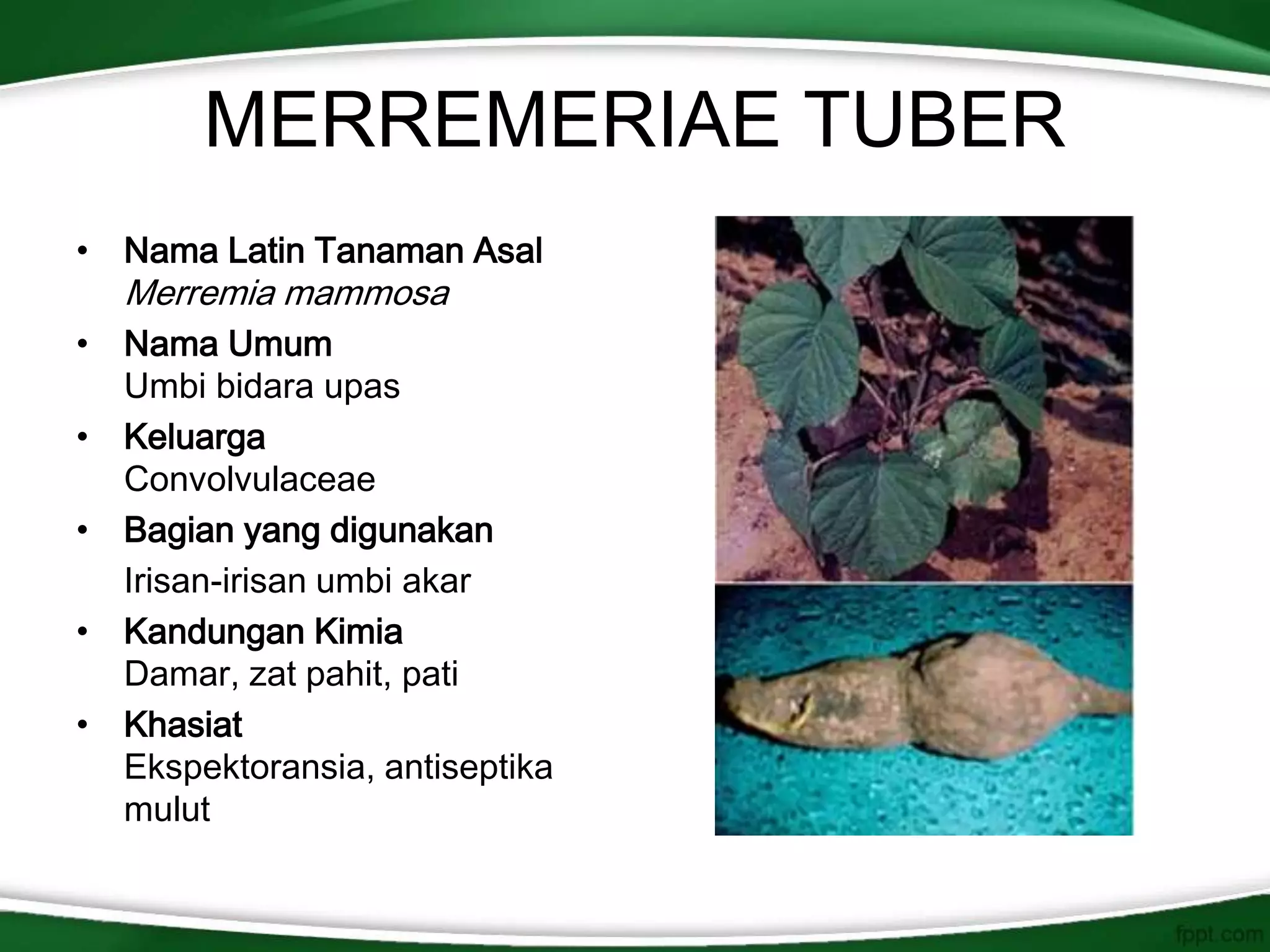 Bulbus, cormus, tuber, caulis, lignum | PPTX