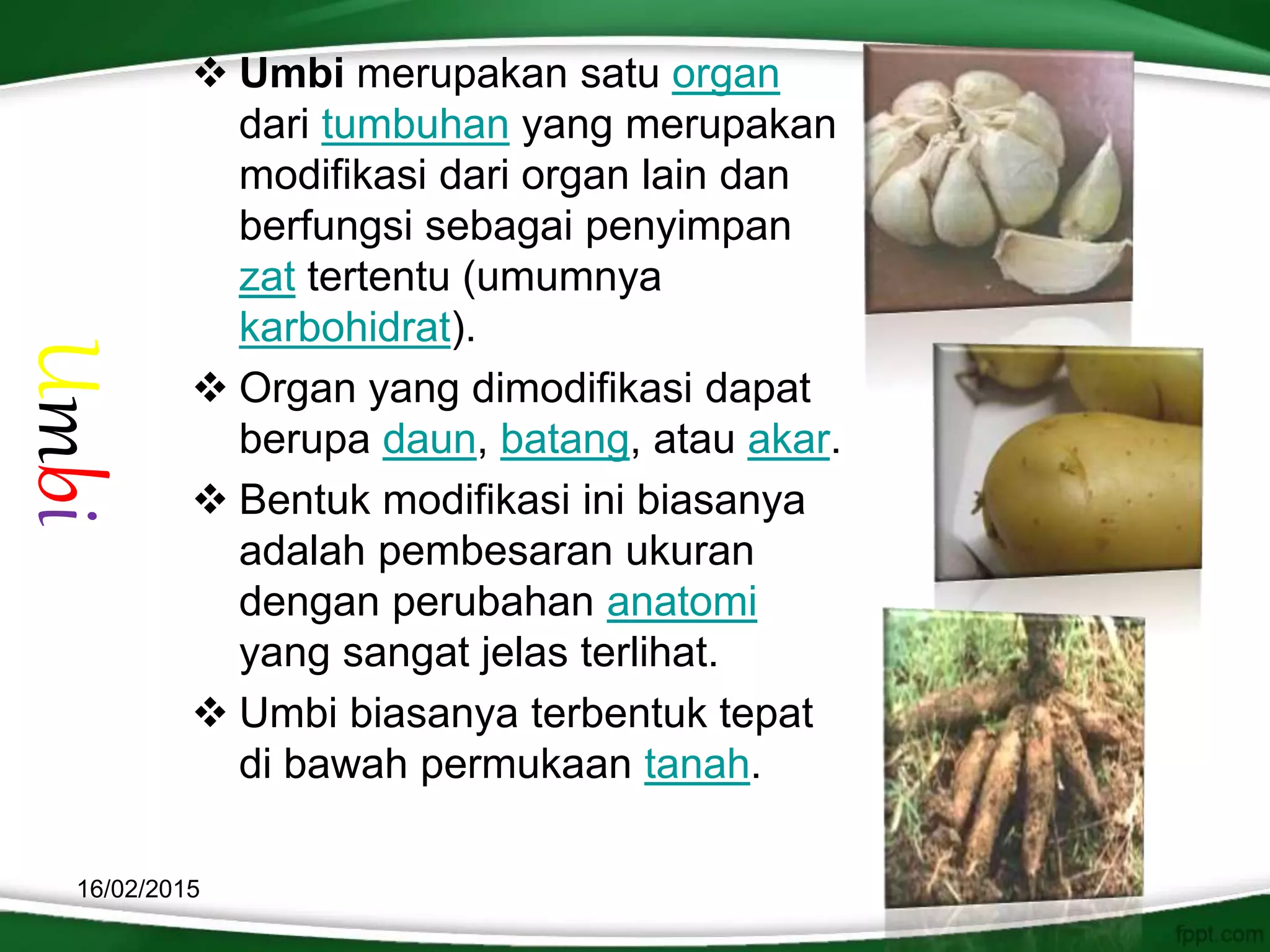 Bulbus, cormus, tuber, caulis, lignum | PPTX