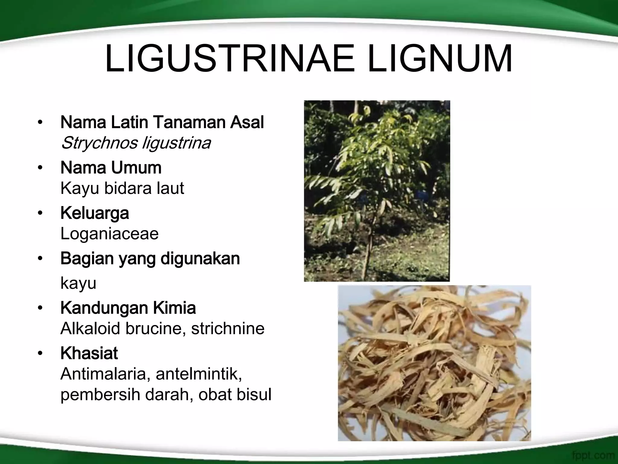 Bulbus, cormus, tuber, caulis, lignum | PPTX