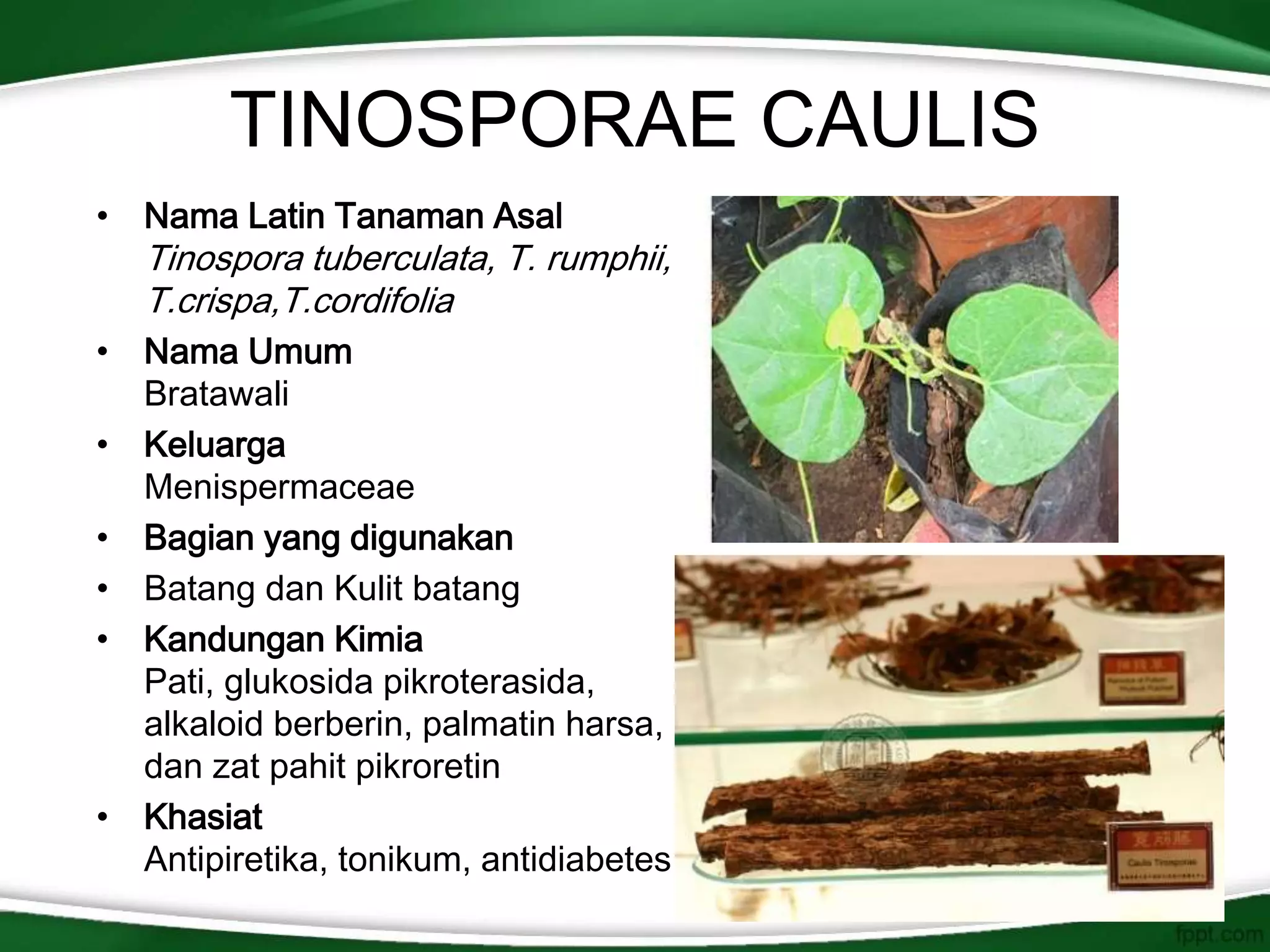 Bulbus, cormus, tuber, caulis, lignum | PPTX