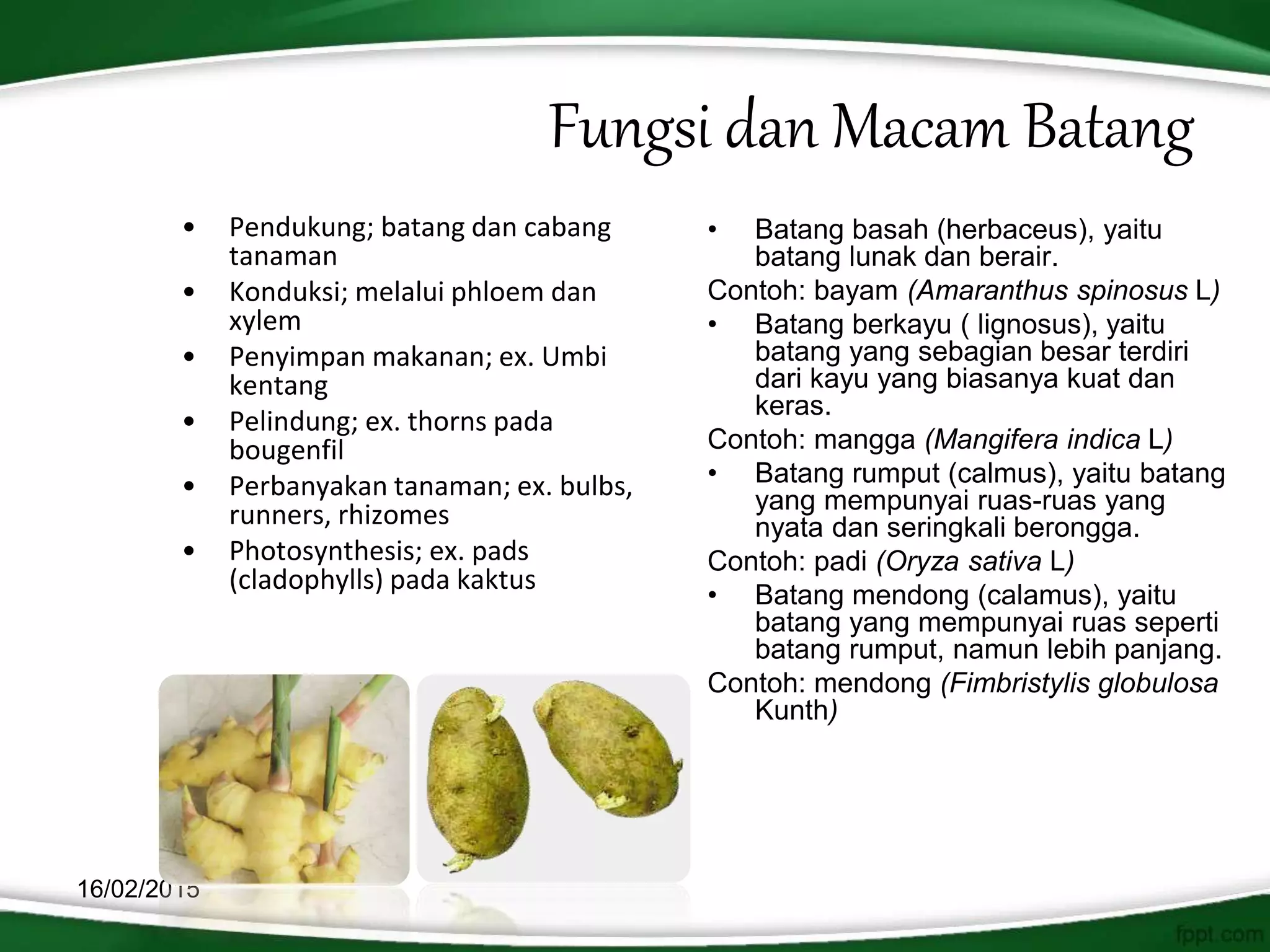 Bulbus, cormus, tuber, caulis, lignum | PPTX