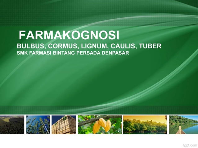 Bulbus, cormus, tuber, caulis, lignum | PPTX