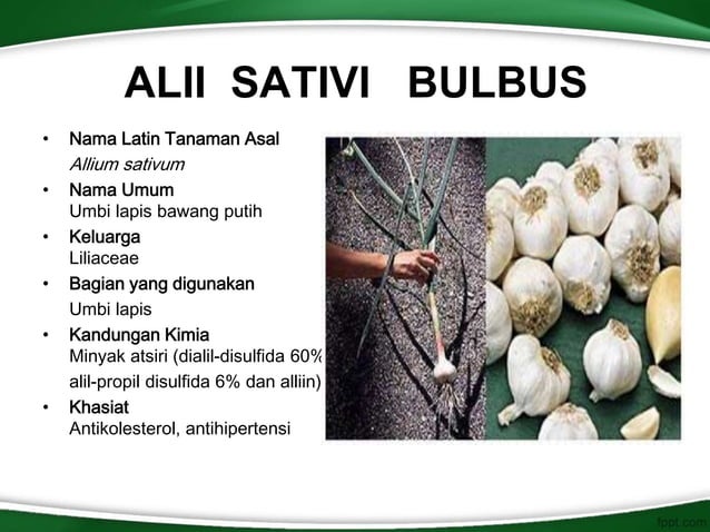 Bulbus, cormus, tuber, caulis, lignum | PPTX