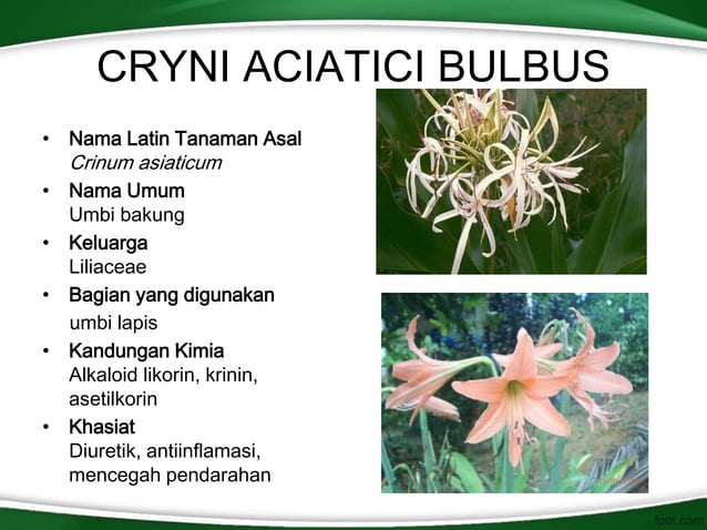 Bulbus, cormus, tuber, caulis, lignum | PPTX