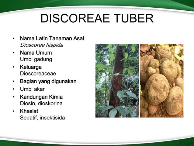 Bulbus, cormus, tuber, caulis, lignum | PPTX