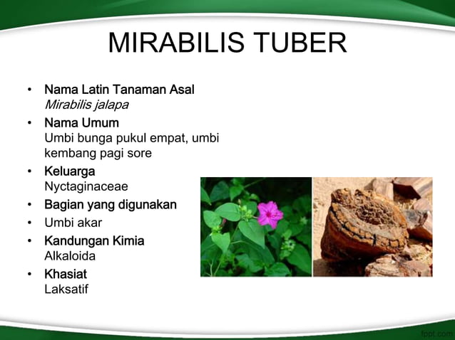 Bulbus, cormus, tuber, caulis, lignum | PPTX