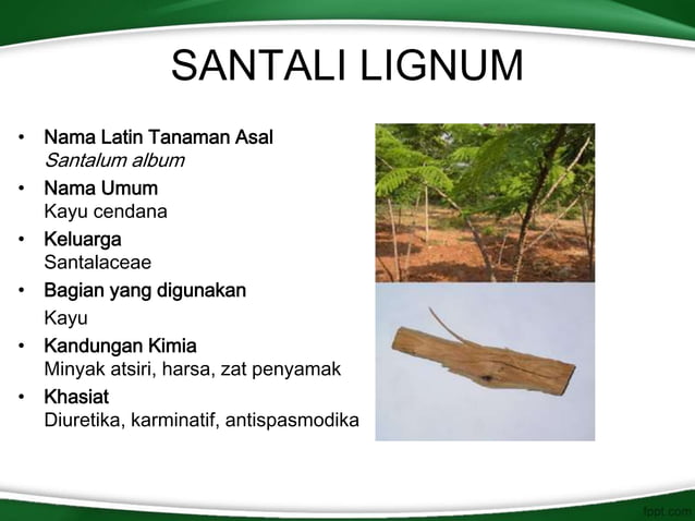 Bulbus, cormus, tuber, caulis, lignum | PPTX