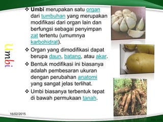 Bulbus, cormus, tuber, caulis, lignum | PPTX