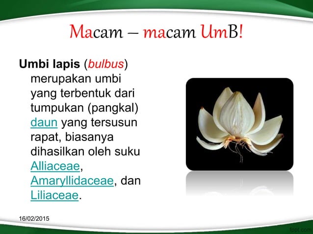 Bulbus, cormus, tuber, caulis, lignum | PPTX