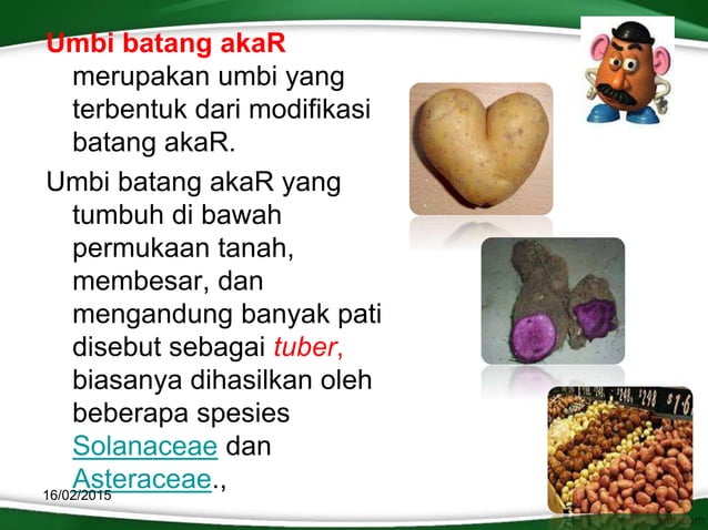 Bulbus, cormus, tuber, caulis, lignum | PPTX