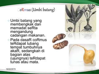 Bulbus, cormus, tuber, caulis, lignum | PPTX