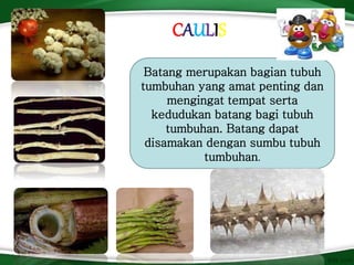 Bulbus, cormus, tuber, caulis, lignum | PPTX