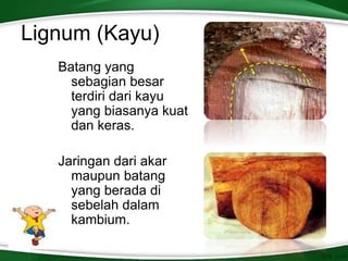 Bulbus, cormus, tuber, caulis, lignum | PPTX