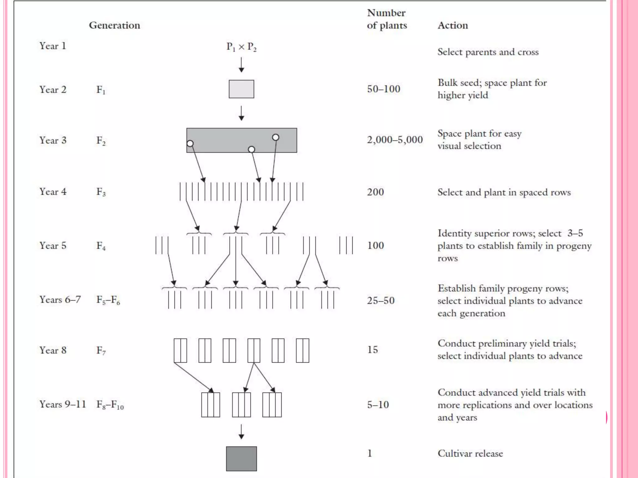 Bulk method pedigree method &line breeding | PPTX