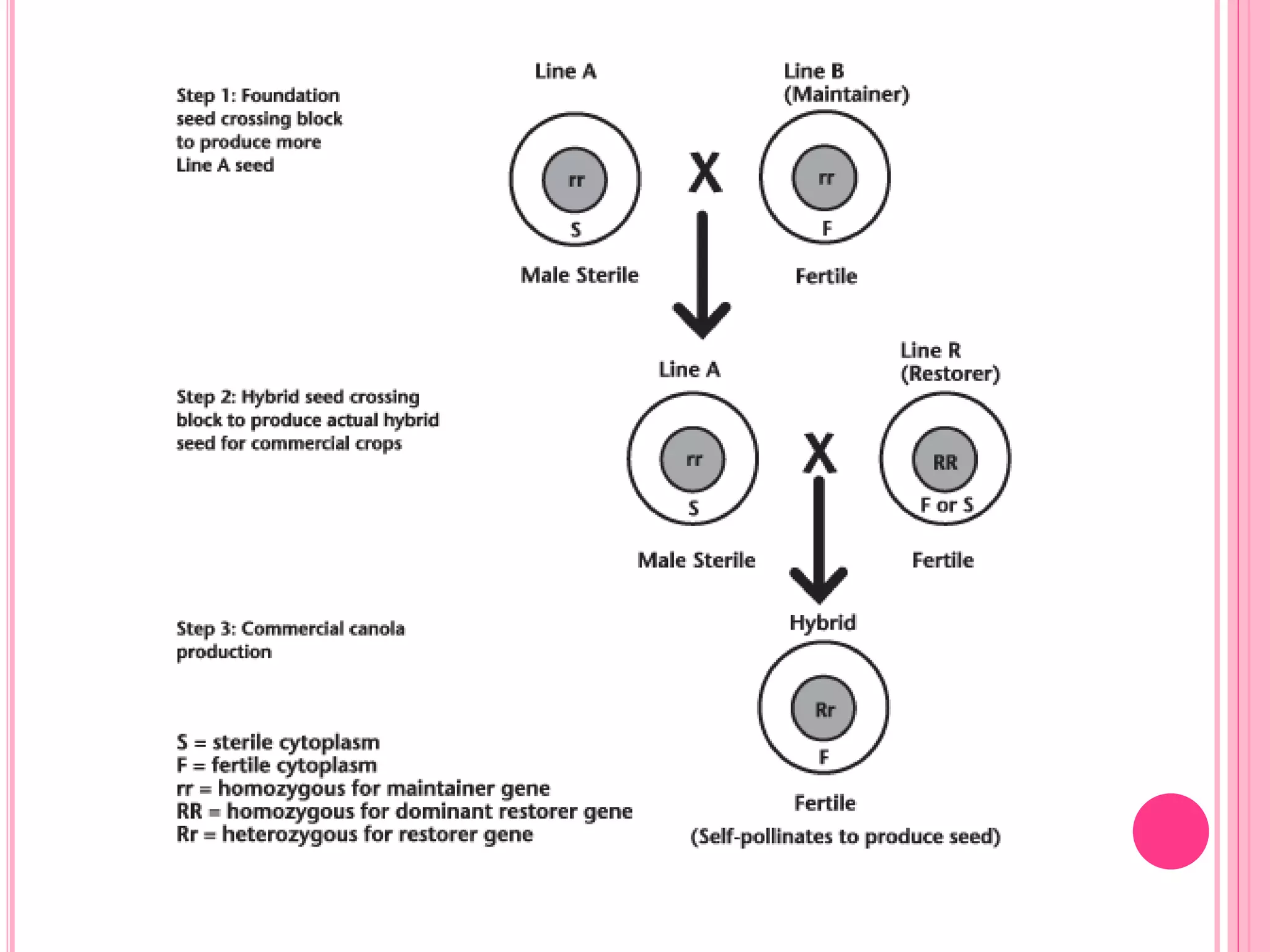 Bulk method pedigree method &line breeding | PPTX