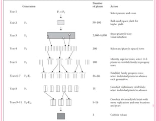 Bulk method pedigree method &line breeding | PPTX