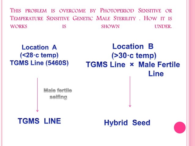 Bulk method pedigree method &line breeding | PPTX