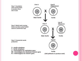 Bulk method pedigree method &line breeding | PPTX