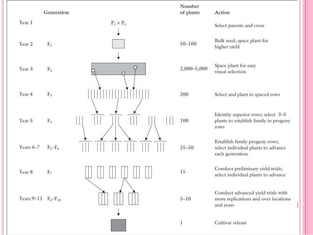 Bulk method pedigree method &line breeding